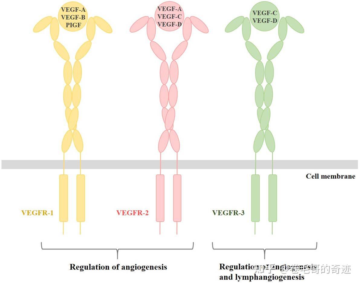 VEGF-VEFGR通路 - 知乎