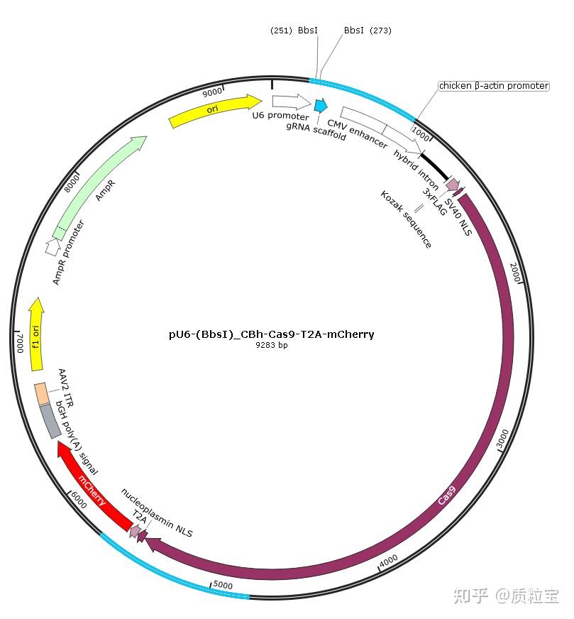 pU6-(BbsI)_CBh-Cas9-T2A-mCherry红色荧光基因编辑载体 - 知乎