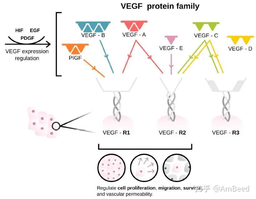 【AmBeed解读】VEGFR结构及其信号通路的研究 - 知乎
