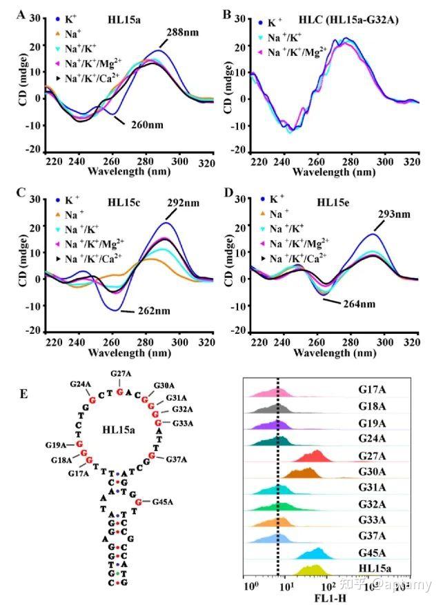 靶向癌细胞中锌转运蛋白ZIP10和ZIP6的DNA适配体 - 知乎