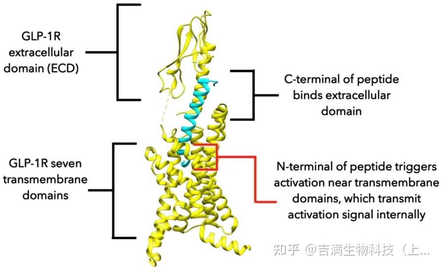 吉满生物GLP-1R/GCGR/GIPR药靶细胞模型 - 知乎