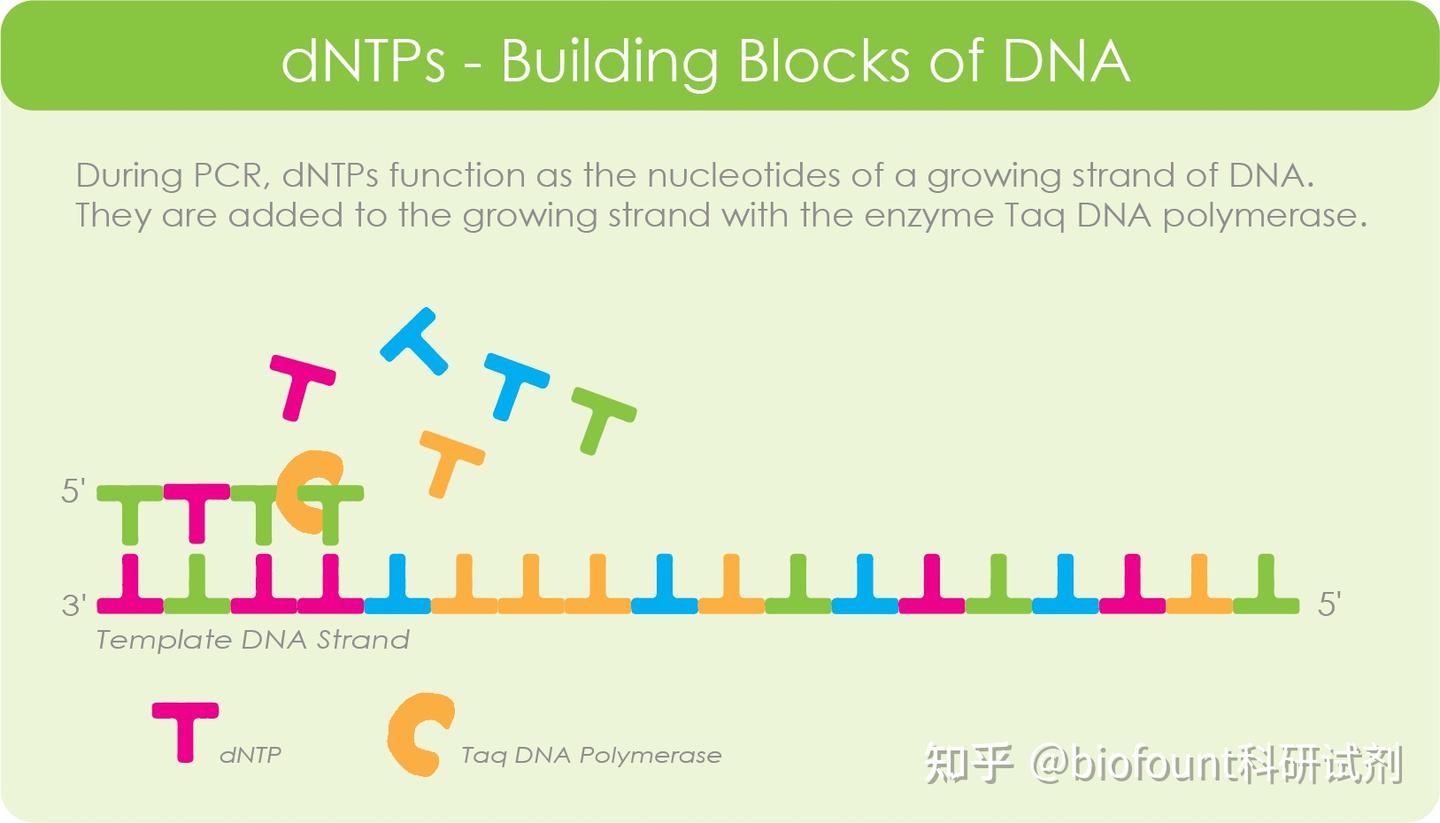 dNTPs 和 ddNTPs 的相似及区别 - 知乎
