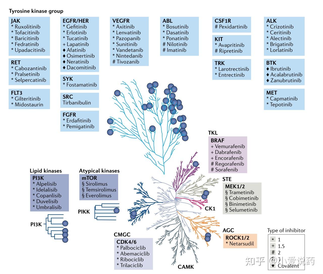 kinase panel|kinase panel screening|fp binding assay - 知乎