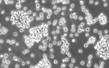THP-1细胞培养经验与要点 - 知乎