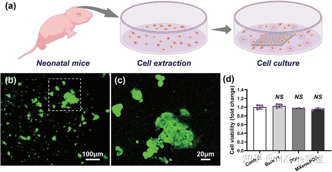 AFM-深圳先进技术研究院 |快速电沉积MXene/PDA复合材料制备高性能生物电子界面用于体外实验评价 - 知乎