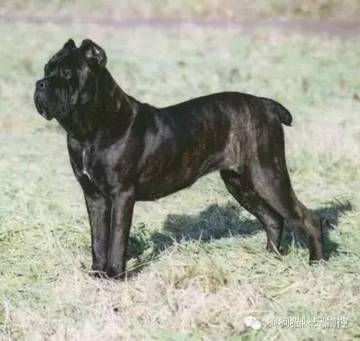 132种狗狗的照片，你认识多少？ - 知乎