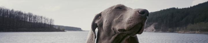 Kaggle Dog Breed Identification - 知乎