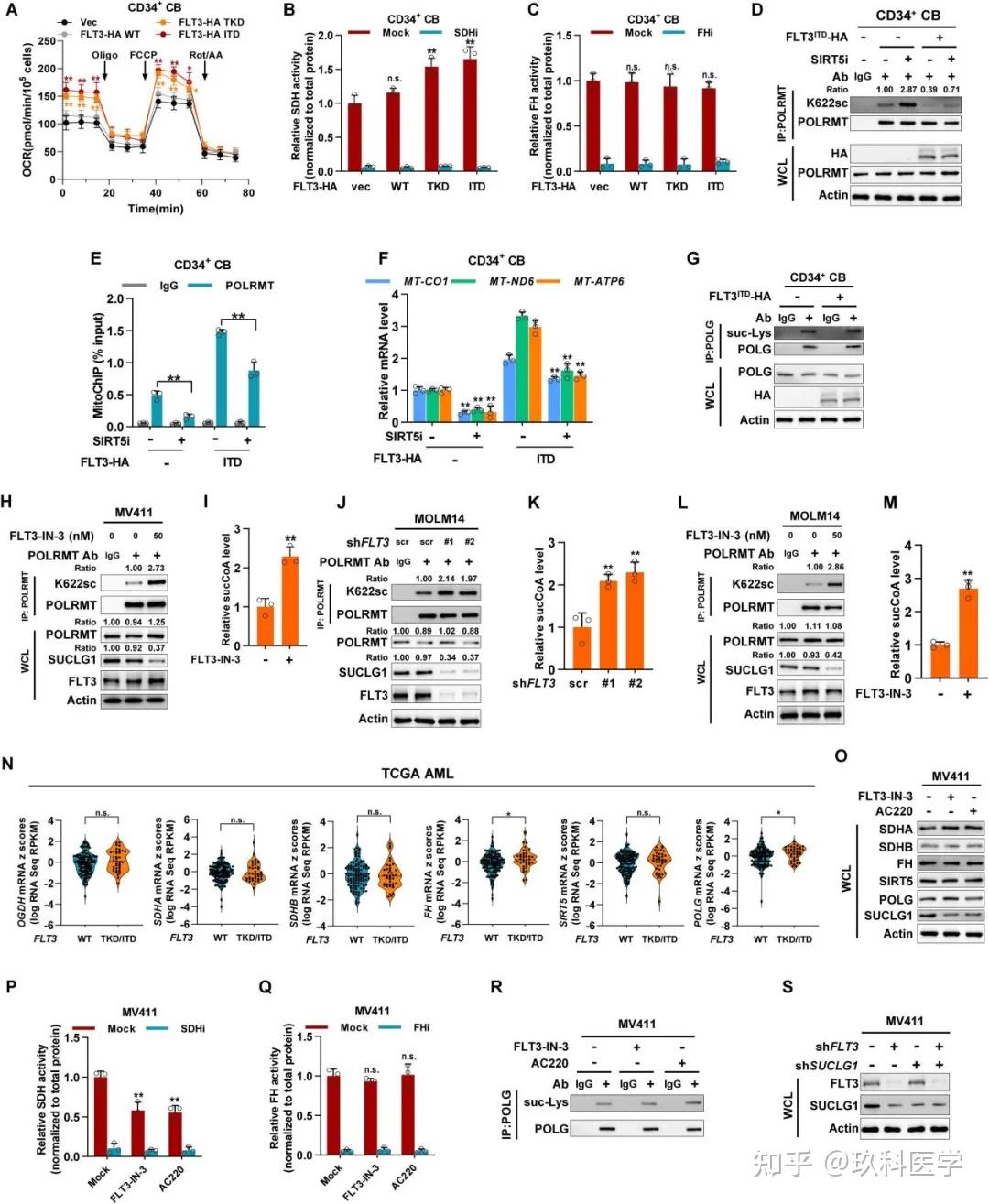 IF=11.4 一区！SUCLG1 限制 POLRMT 琥珀酰化以增强线粒体生物发生和白血病进展 - 知乎