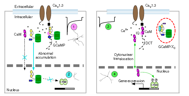 钙成像实验怎么操作？钙成像技术应用案例 - 知乎