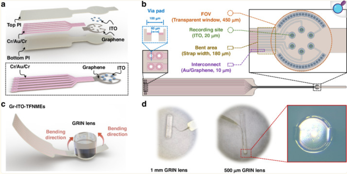 脑机启侦|中国科学院半导体研究所开发出新型透明柔性神经微电极（06.01） - 知乎