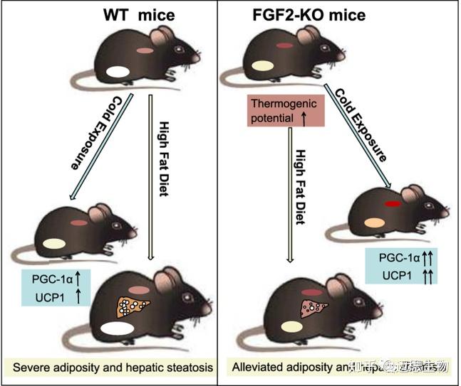 FGF2：纷繁复杂的调控因子 - 知乎