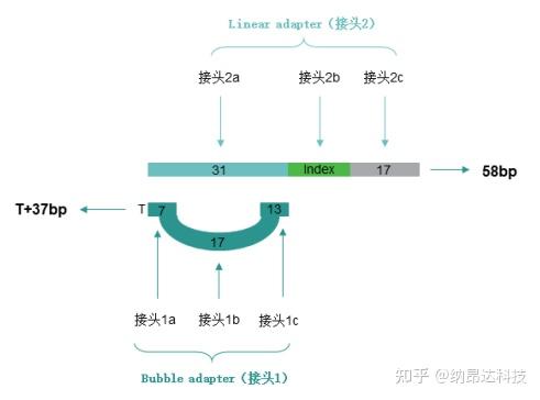 接头那些事|一文搞清 NGS 测序 Adapter - 知乎
