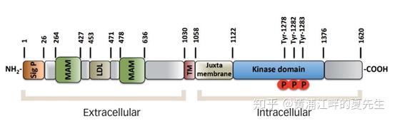 ALK基因的突变与靶向治疗 - 知乎