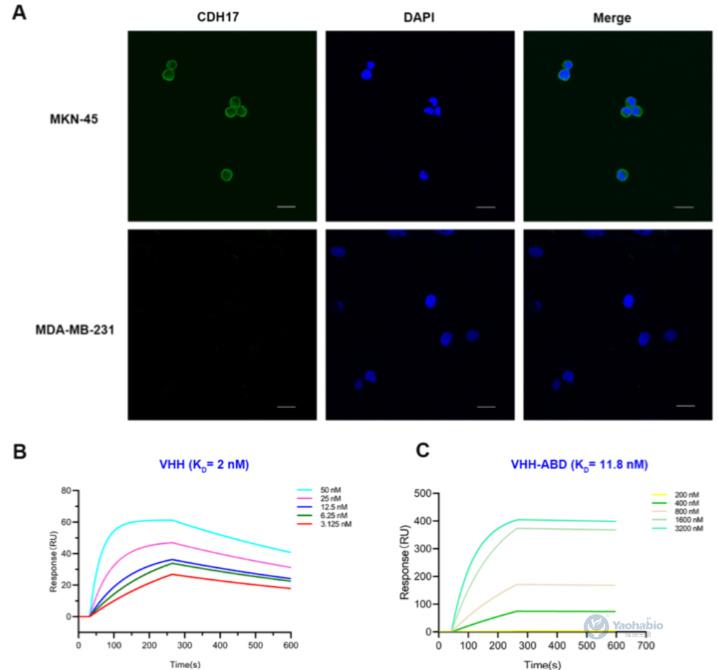 纳抗前沿 | ¹⁷⁷Lu标记的抗CDH17 VHH-ABD极具临床潜力 - 知乎