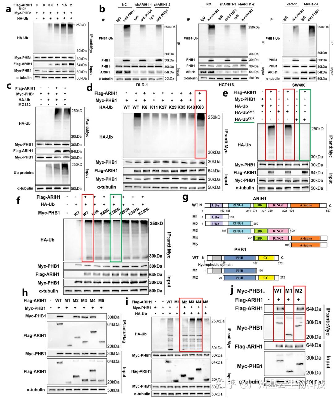《Adv Sci》解读：泛素化修饰增强分子互作及其与磷酸化修饰协同蛋白易位！E3泛素连接酶ARIH1调控结直肠癌进展的机制 - 知乎