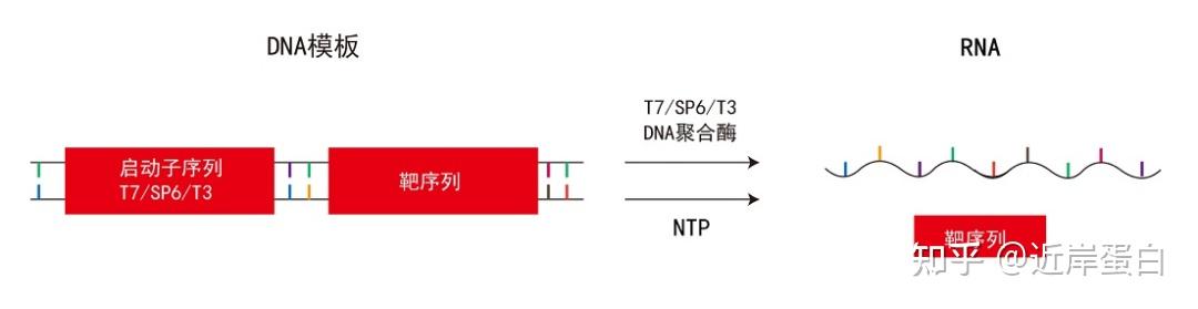 T7 RNA聚合酶的前世今生 - 知乎