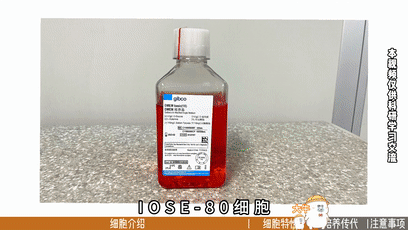 IOSE-80细胞培养，人正常卵巢上皮细胞培养攻略 - 丰晖生物 - 知乎