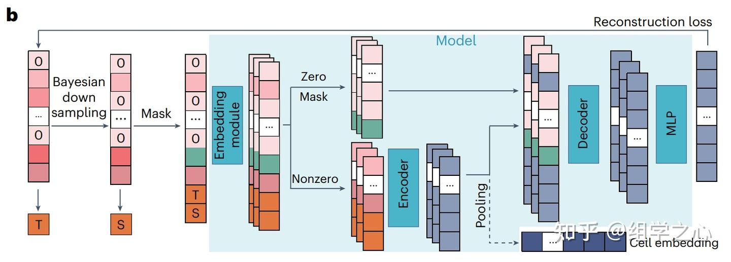 单细胞组学大模型（5）--- scFoundation，1亿参数量，非对称encoder-decoder - 知乎