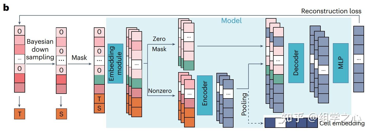 单细胞组学大模型（5）--- scFoundation，1亿参数量，非对称encoder-decoder - 知乎