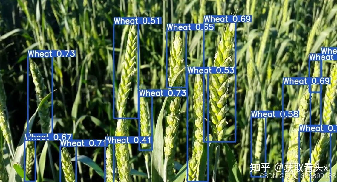 yolov11_v8_v5小麦数据集训练教程+代码 - 知乎