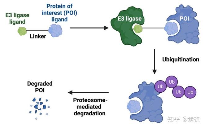 PROTAC技术原理 - 知乎
