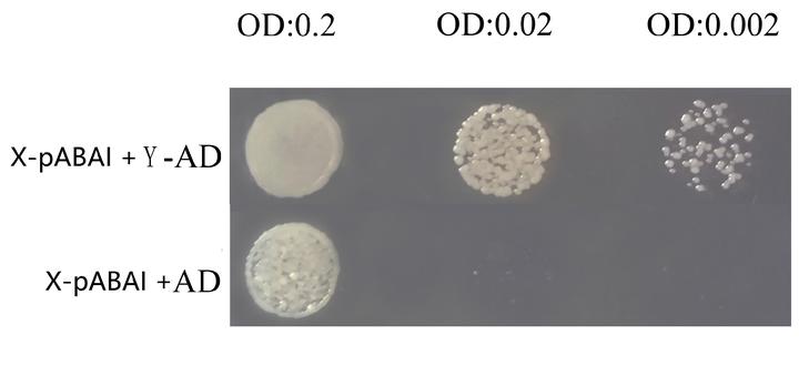 快问快答2|酵母单杂交有哪些方法？ - 知乎