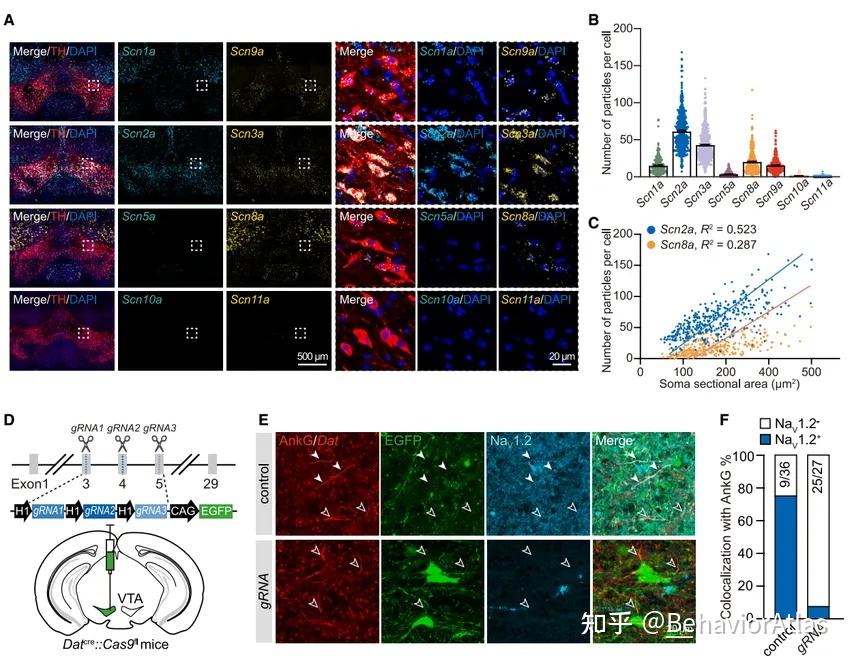Neuron︱复旦大学舒友生团队基于 BehaviorAtlas 系统发现 SCN2A 缺失可诱发孤独症样行为 - 知乎