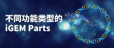 Ailurus Hub｜你知道iGEM Parts有哪些类型吗？ - 知乎