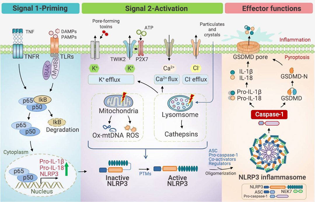 炎症小体的作用机制是什么？ - 知乎