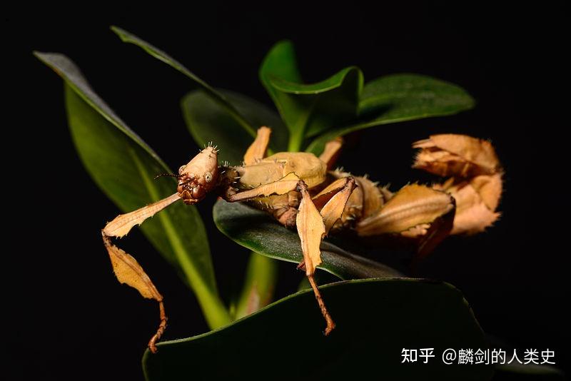 【动物界全系列】新翅下纲—竹节虫目（下）