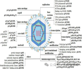 【耀文解读】一文读懂|非洲猪瘟病毒(ASFV)疫苗研究进展 - 知乎
