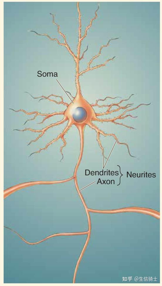 神经学外文书籍阅读Day1 (chapter two:Neurons and glia) - 知乎