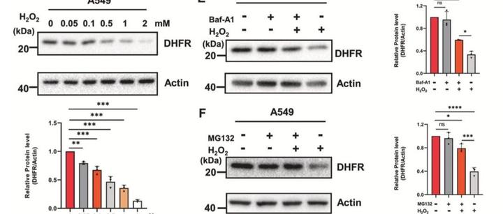 CDD丨二氢叶酸还原酶的氧化降解增加了 CD38 介导的铁死亡易感性 - 知乎