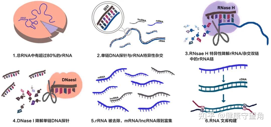 NGS丨如何使用RNA构建NGS文库？ - 知乎