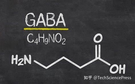 PHYTON封面故事丨GABA在植物细胞生长、发育和应激响应中的作用 - 知乎