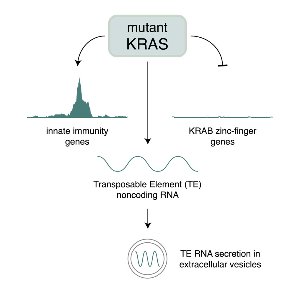 Cell Reports | KRAS突变影响RNA“暗物质”可用于癌症早筛 - 知乎