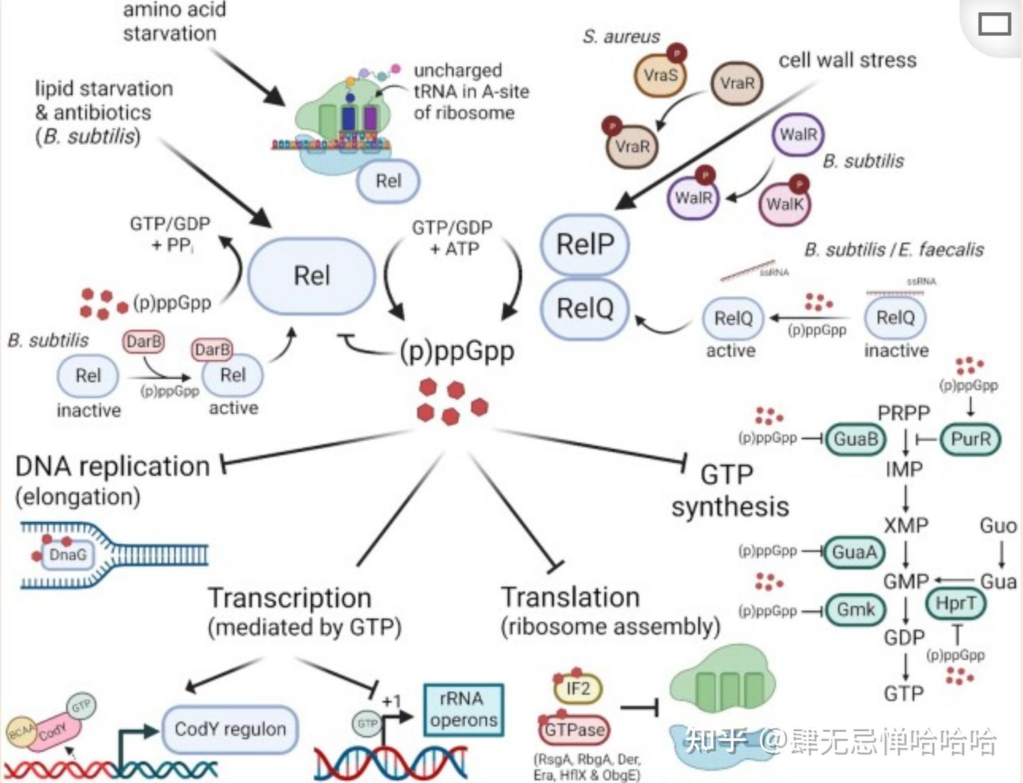 带你了解ppGpp - 知乎