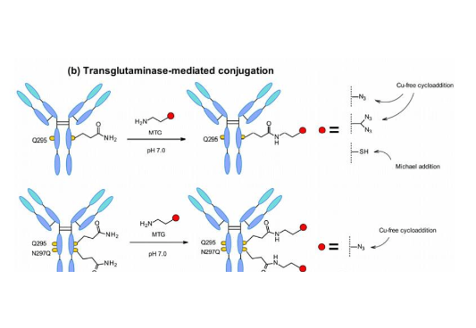 ADC抗体简介 159857-81-5 Mc-Val-Cit-PABC-PNP - 知乎
