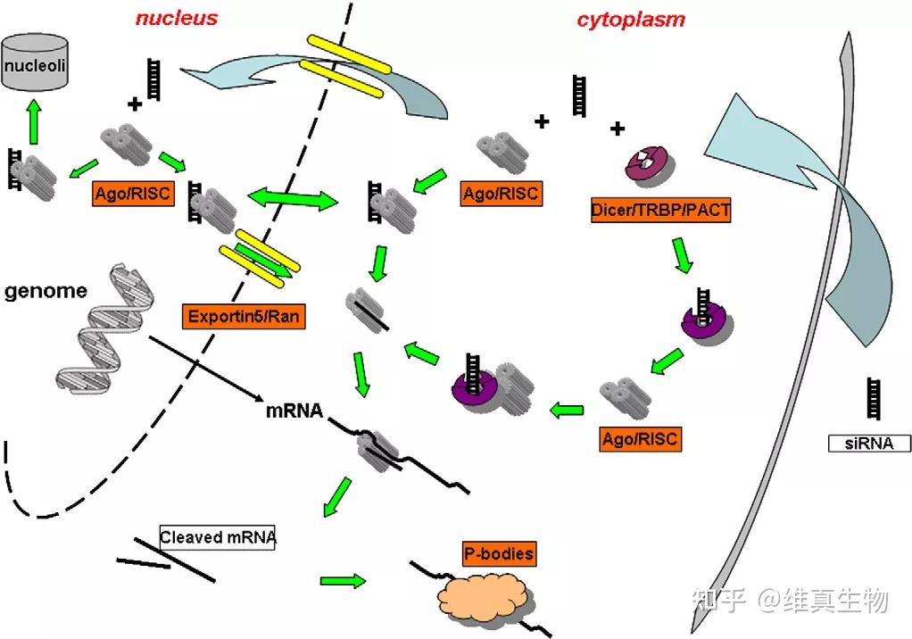 「RNA干扰」siRNA与shRNA的区别是什么？ - 知乎
