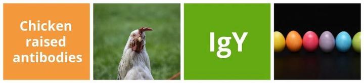 IgY与IgG的区别？鸡属抗体IgY的优势你知道吗 - 知乎