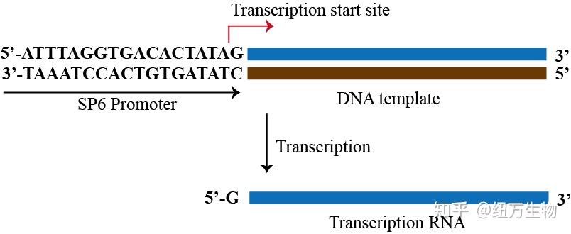 RNA Pull down的生物素探针设计方法 - 知乎