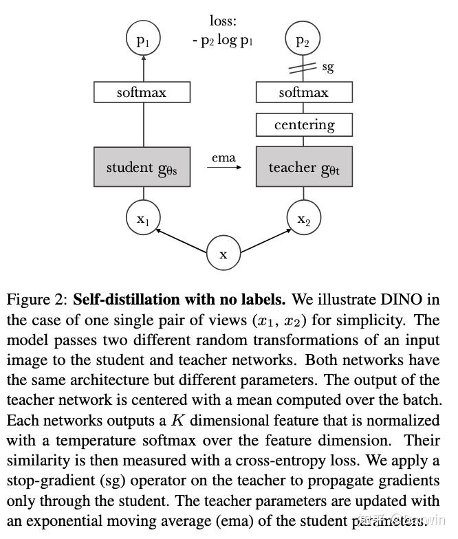 DINO: Emerging Properties in Self-Supervised Vision Transformers - 知乎