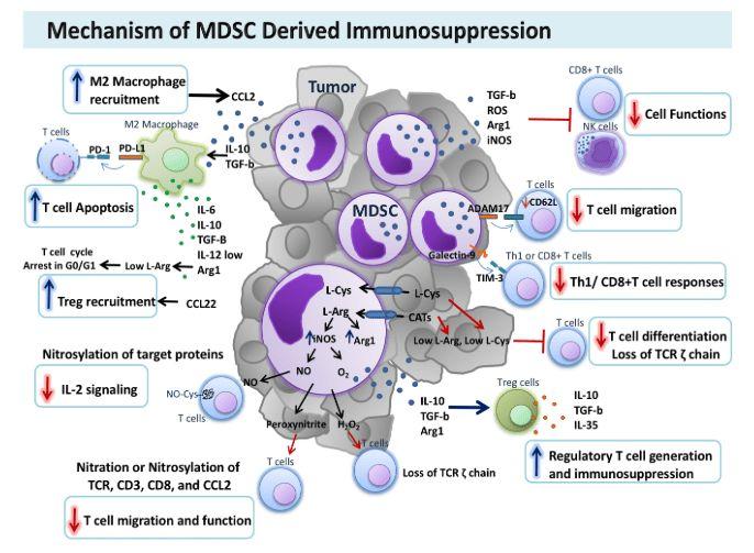 流式法分析免疫系统中的负向调控——髓源性抑制细胞（mdscs） 知乎