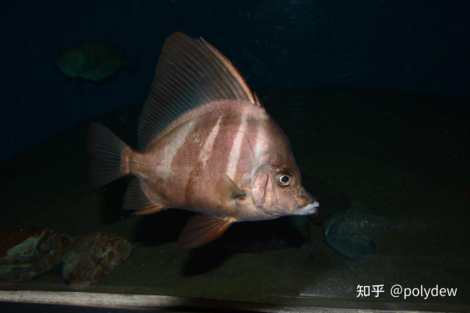 这是一条什么鱼？？ - 知乎