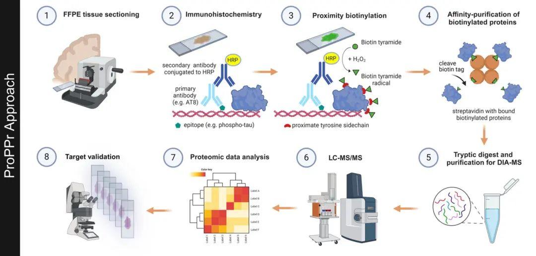 探针依赖性邻近分析（ProPPr）揭示了Tau蛋白病之间p-Tau相关蛋白质组的异同 - 知乎