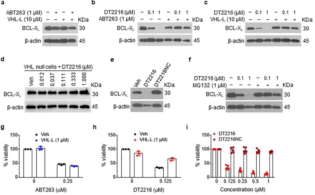 选择性 BCL-XL PROTAC 降解剂实现安全有效抗肿瘤活性 - 知乎