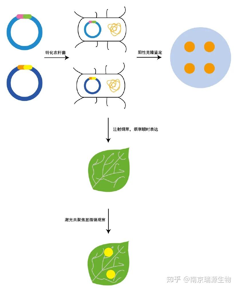 荧光系列技术对比：BiFC、LCA与DLR技术全解析 - 知乎