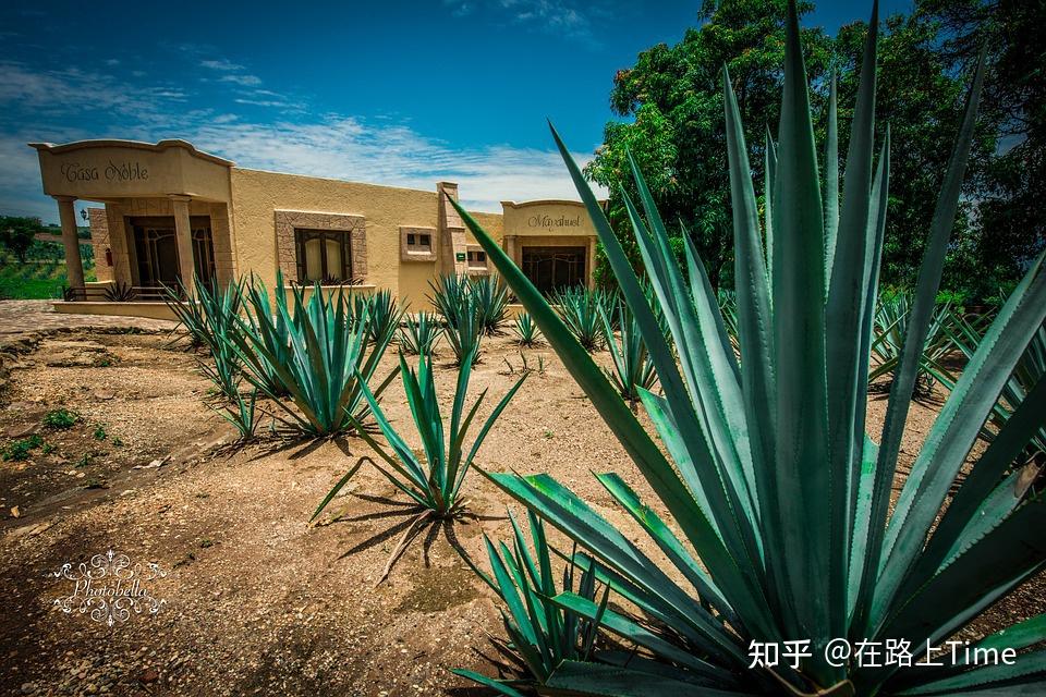 龙舌兰酒大全，龙舌兰酒怎么喝？ - 知乎