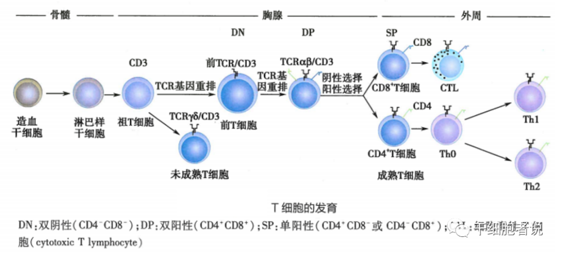 万物皆可CAR系列 | 关于γδ T细胞 - 知乎