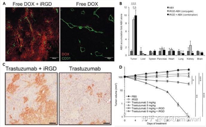 iRGD是否与如何帮助药物进入肿瘤？ - 知乎